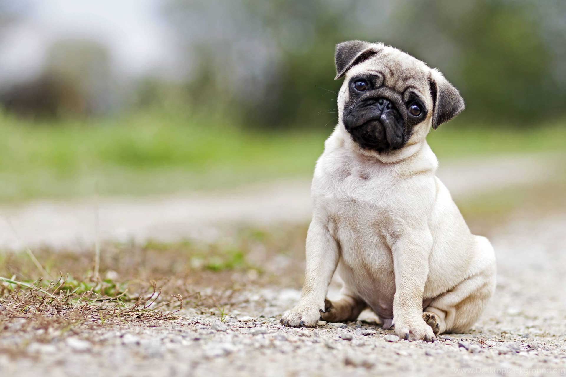 Precious Pug Abandoned in Trash Bin Has an Incredible Adoption Story