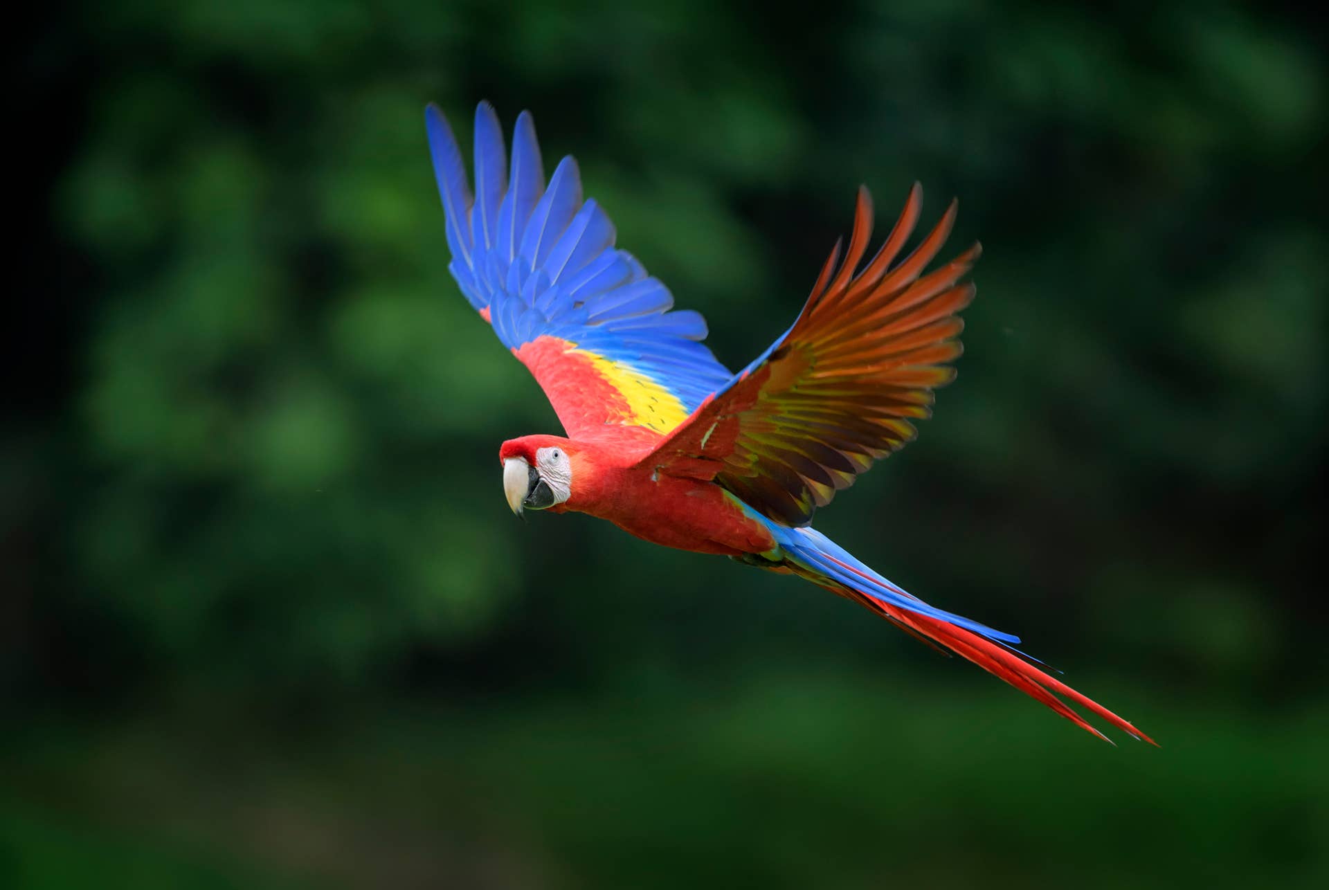 Man's Determination to Help Improve the Life of Family's Pet Macaw Is ...