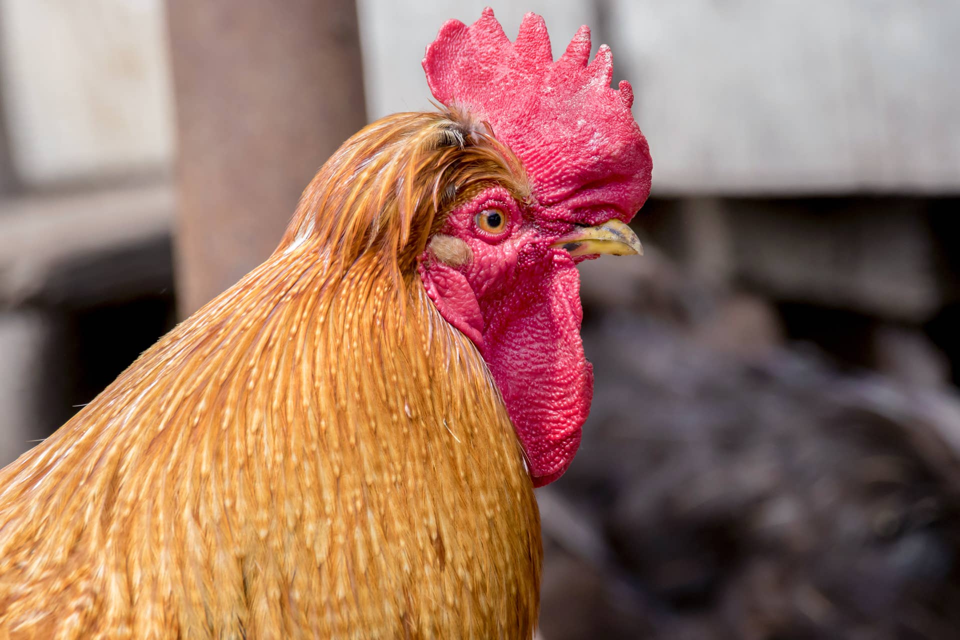 Story of Scared Rooster Found Abandoned on the Side of the Road Tugs at ...