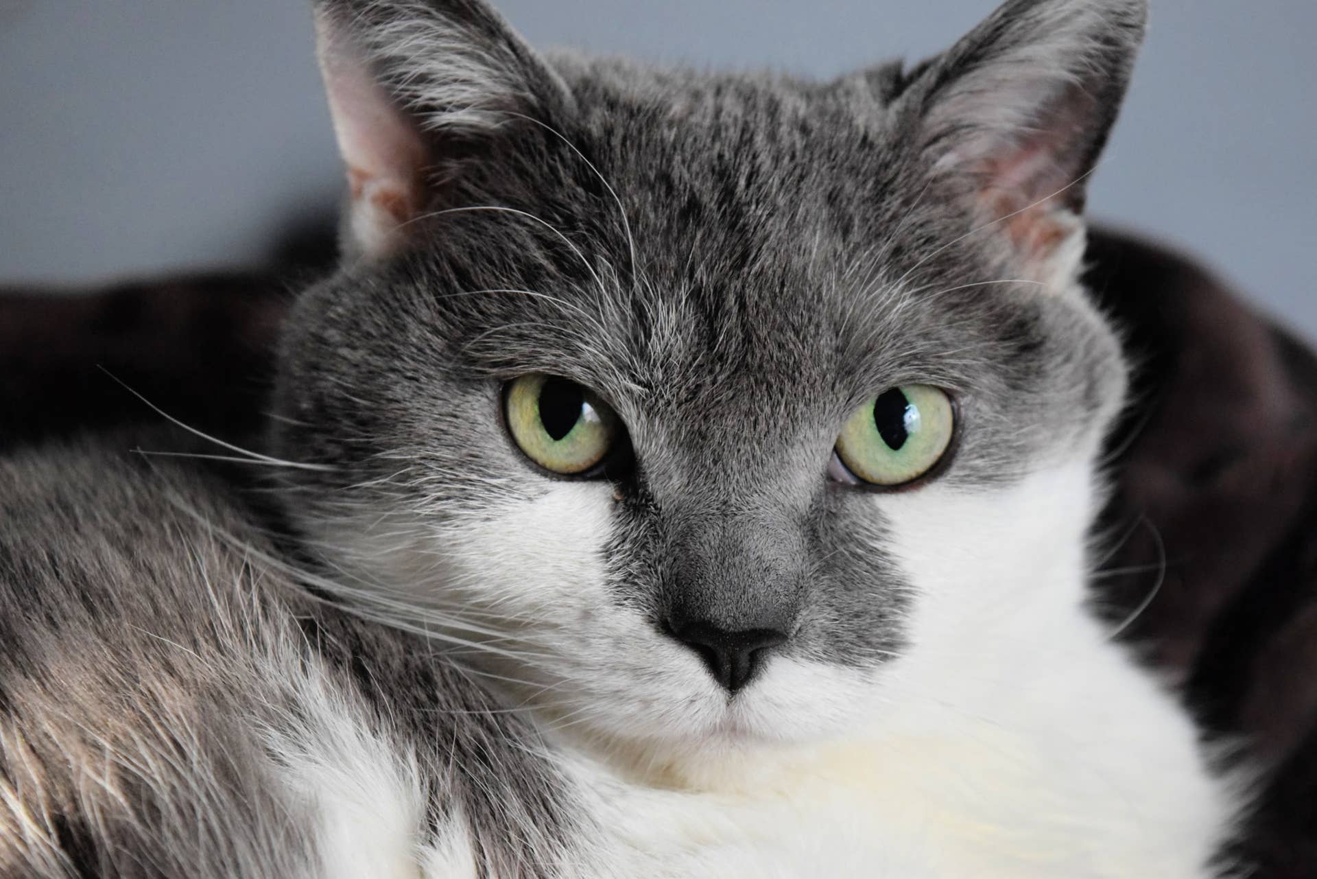 Moment Florida Shelter Cat Realizes She's Safe and Loved Is So ...