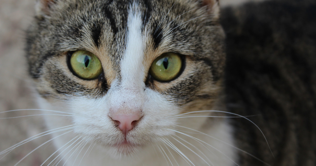 Connecticut Shelter Cat Keeps Going Above and Beyond to Get Adopters to ...