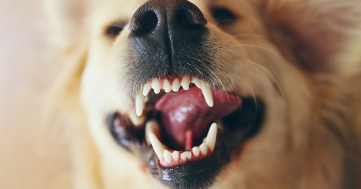11 Causes of Dogs Foaming at the Mouth - PetHelpful