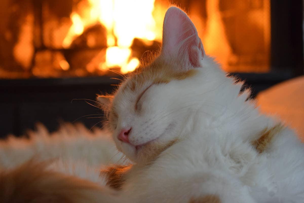 Nifty Trick Helps Cat Get Over Fear of Fireplace and Now He's Totally ...