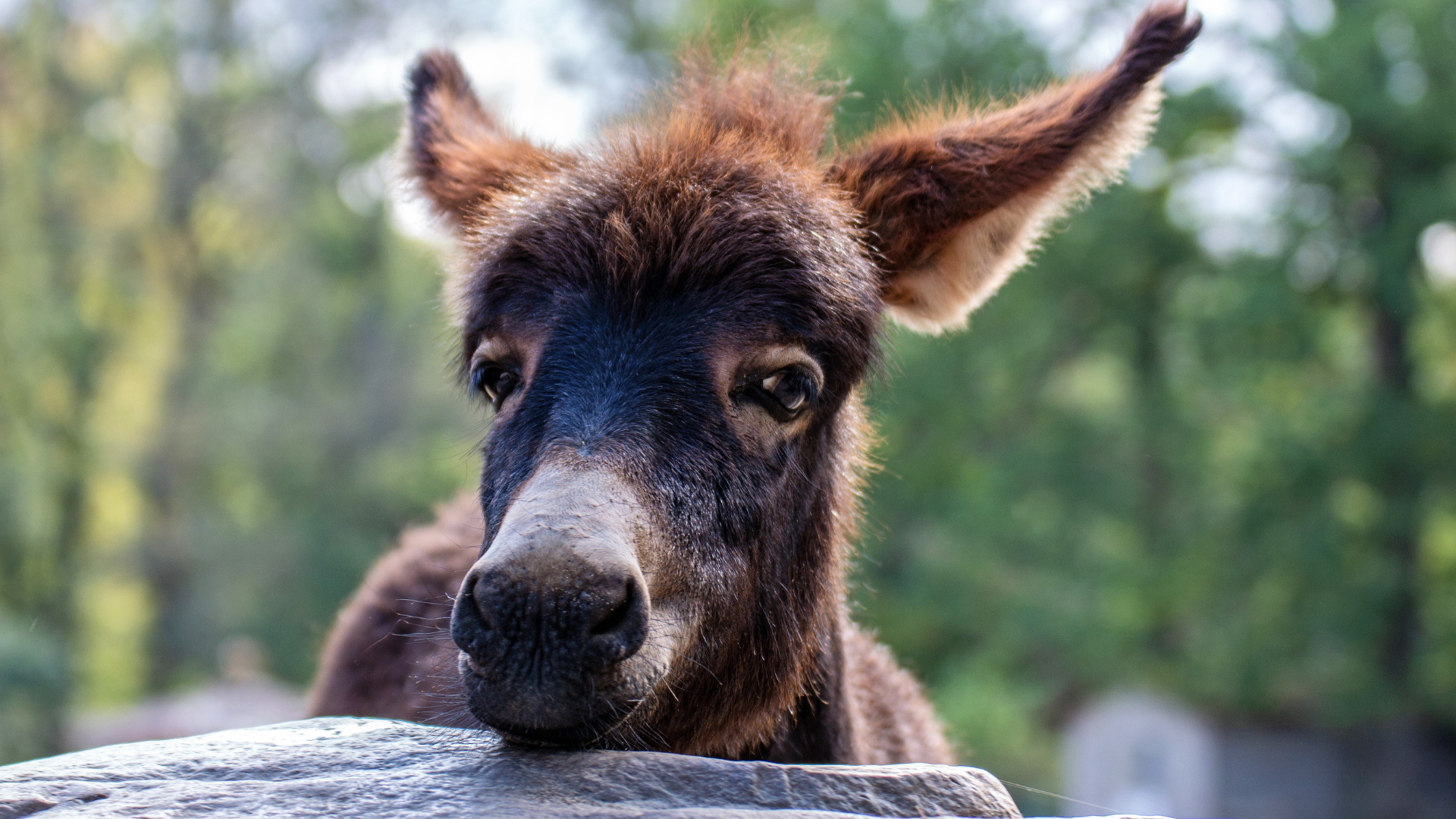 Baby Donkey Cuddles Up to Farmer Like a Little Human & It's Cuteness ...