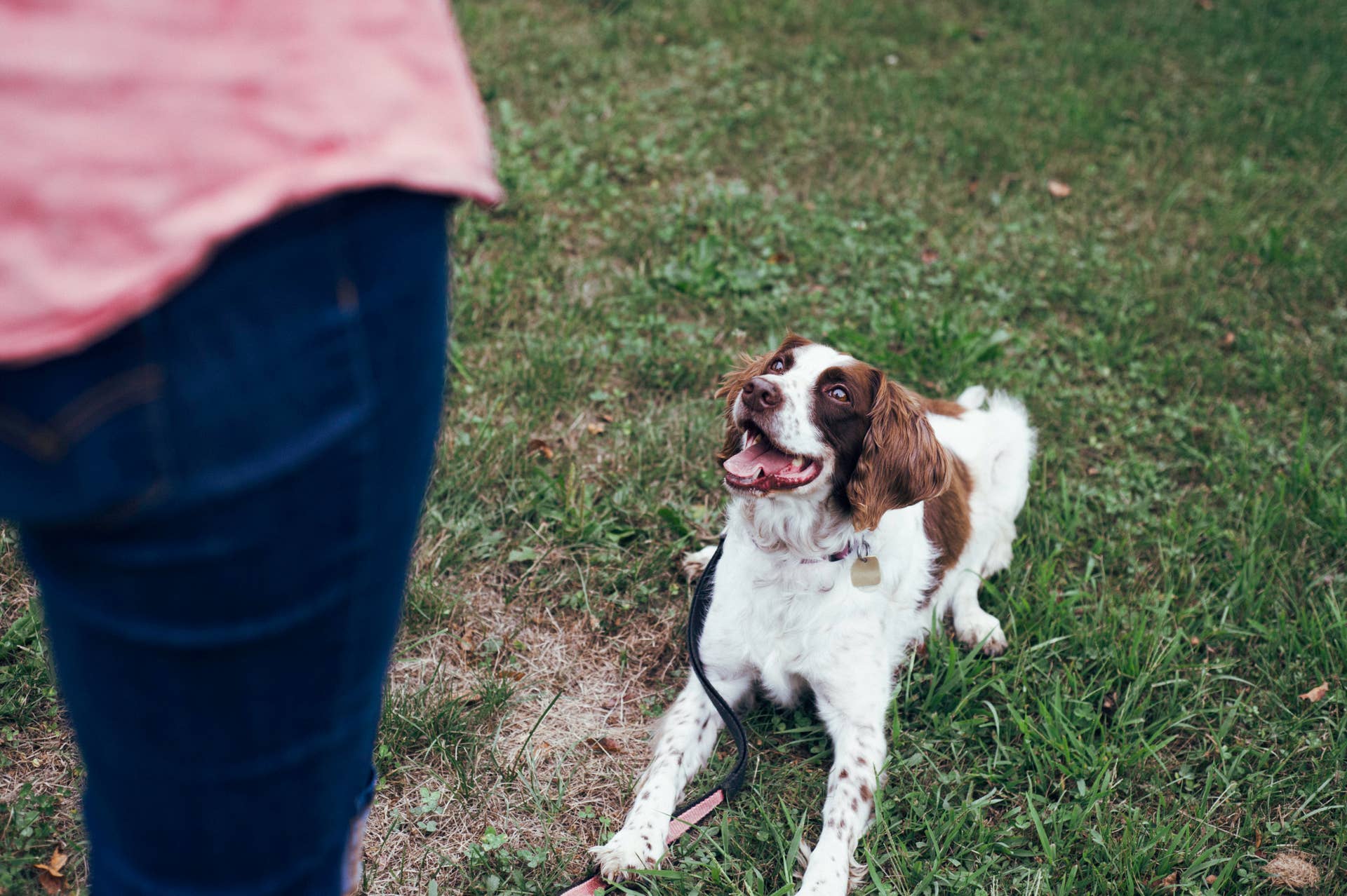 The 7 Most Trainable Dog Breeds, According to an Expert - PetHelpful