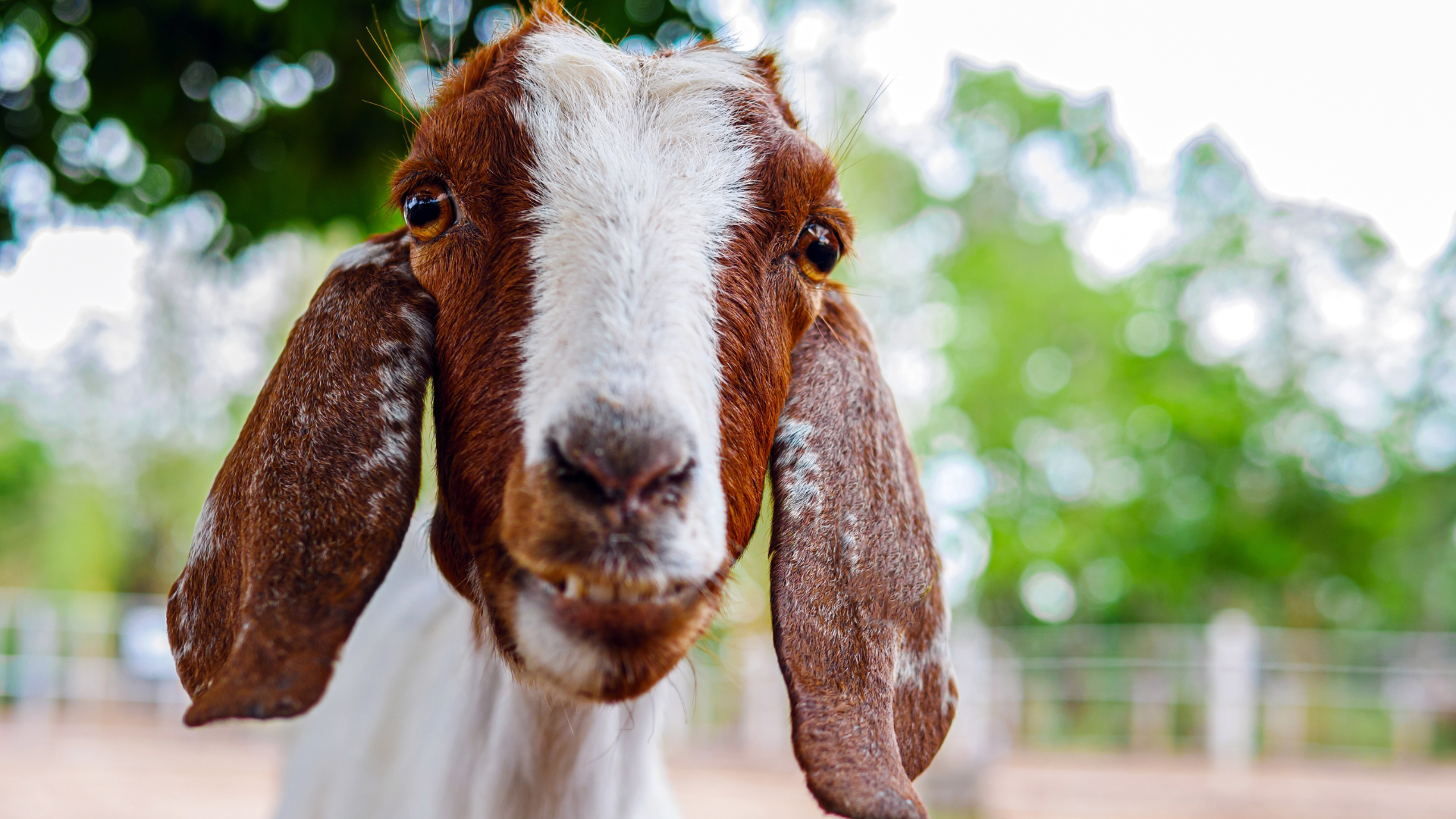 Mama Goat Crying on Human's Doorstep Looking for Baby She Lost Is ...