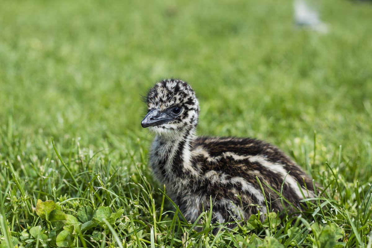 One-of-a-Kind Baby Emus Born Without Feathers Baffle Rescuers and Fans ...