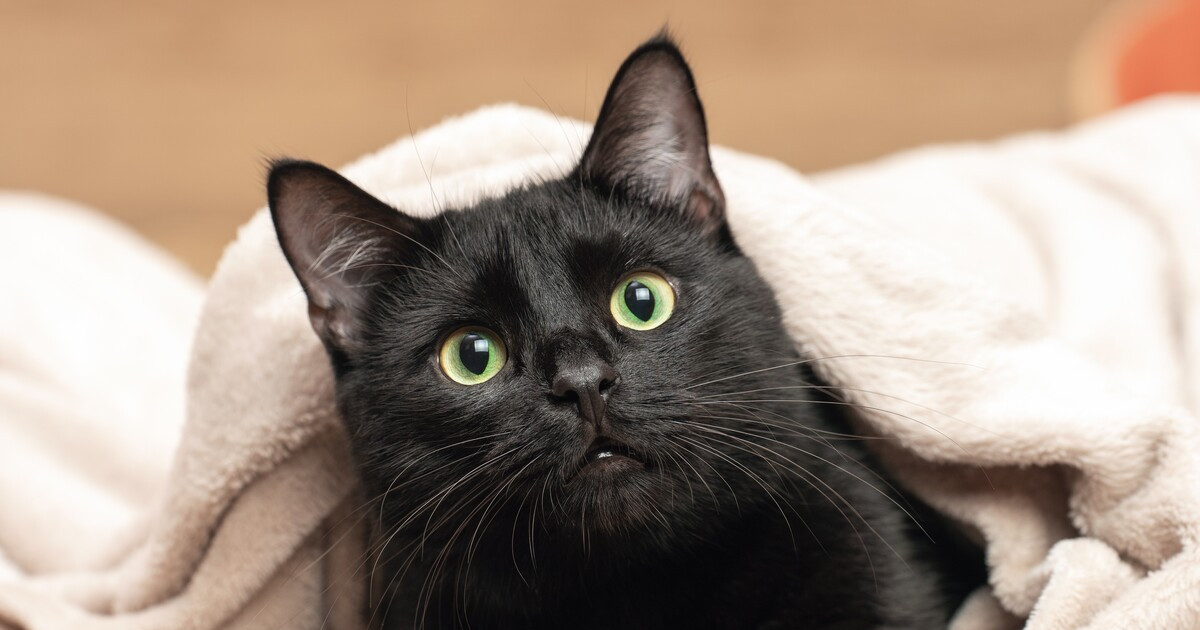 Love Bug' Black Cat is Looking for a Forever Home After Landing in the ...