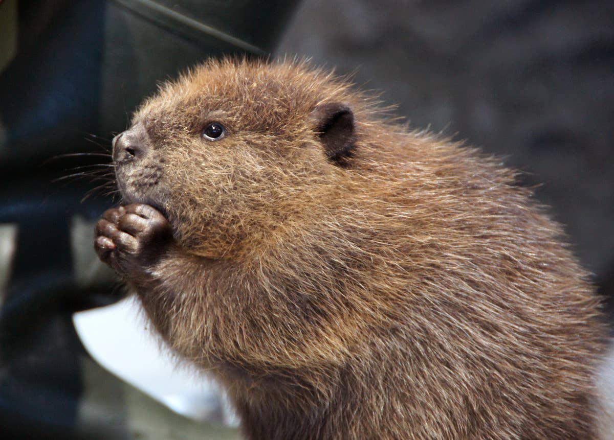 Adorable Baby Beaver Throws Tantrums Just Like a Toddler and It's Priceless