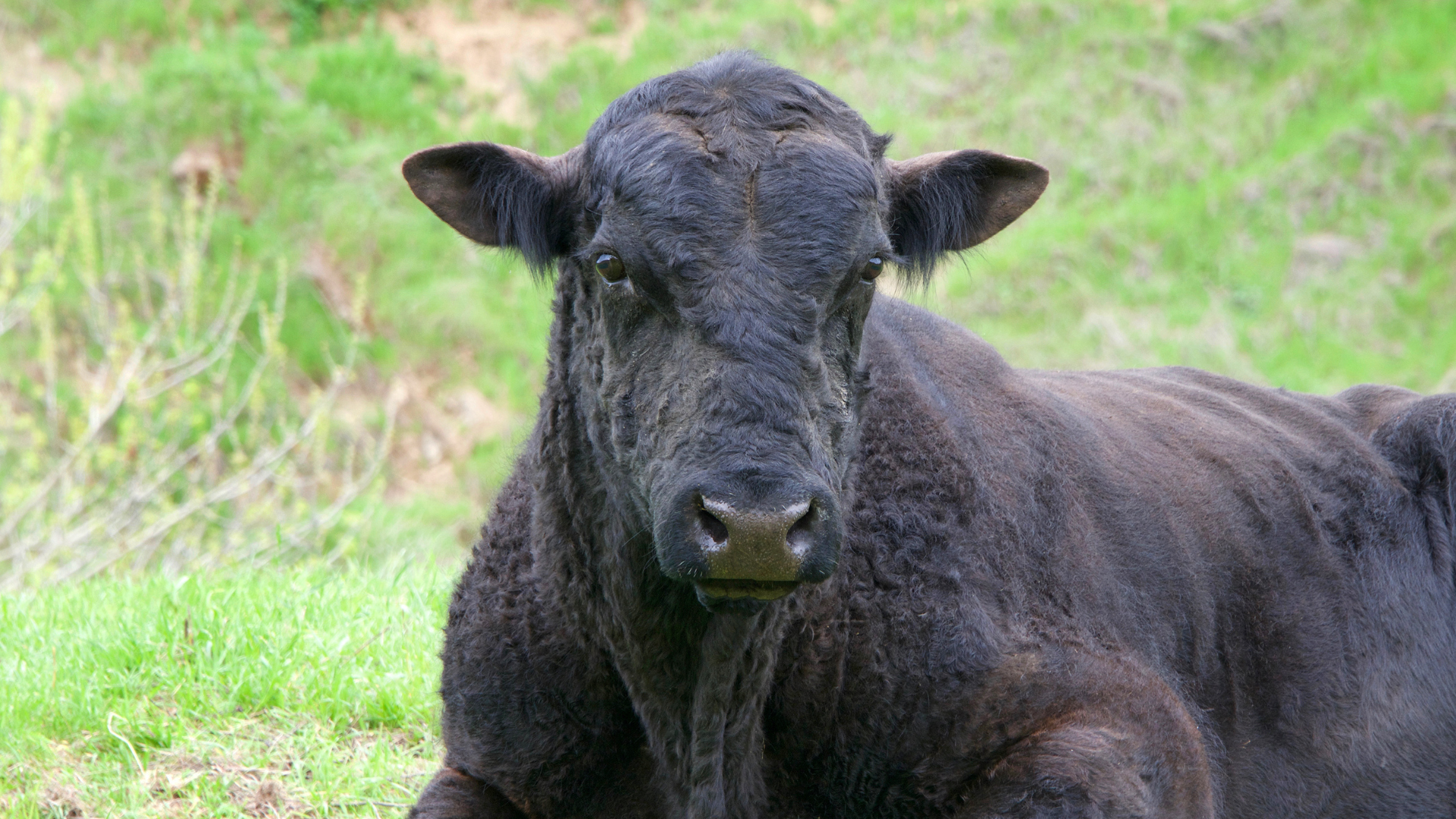 Dutiful ‘Porch Cow’ Is a Better Security System Than a Ring Camera ...