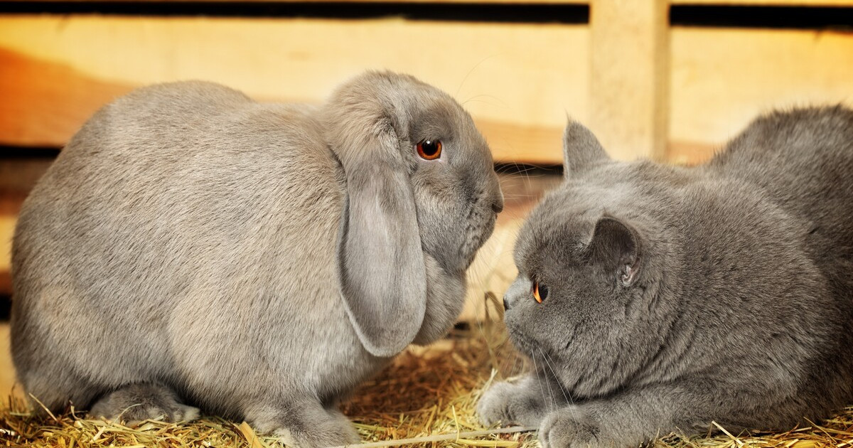 British Shorthair Cats Meet Famous Giant Rabbit at Pet Expo and a ...