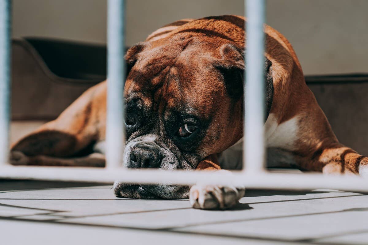 Sad Shelter Bulldog Who's So Tired of Being Overlooked Is Starting to ...