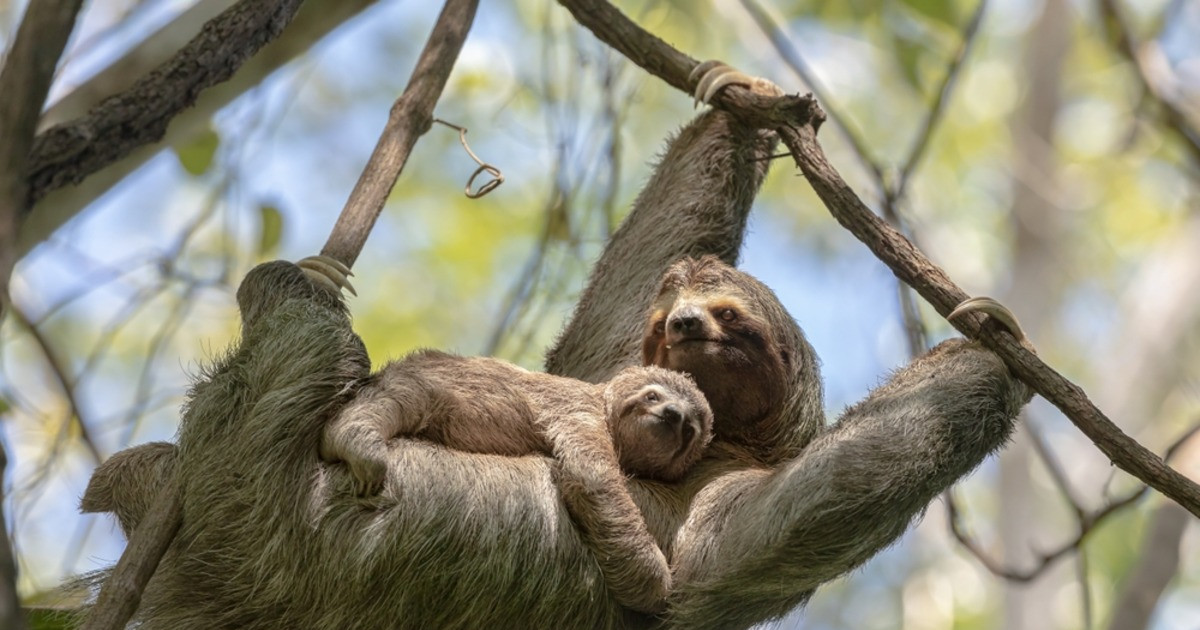 Man Reunites Baby Sloth with Mom and She Says 'Thank You' in the ...