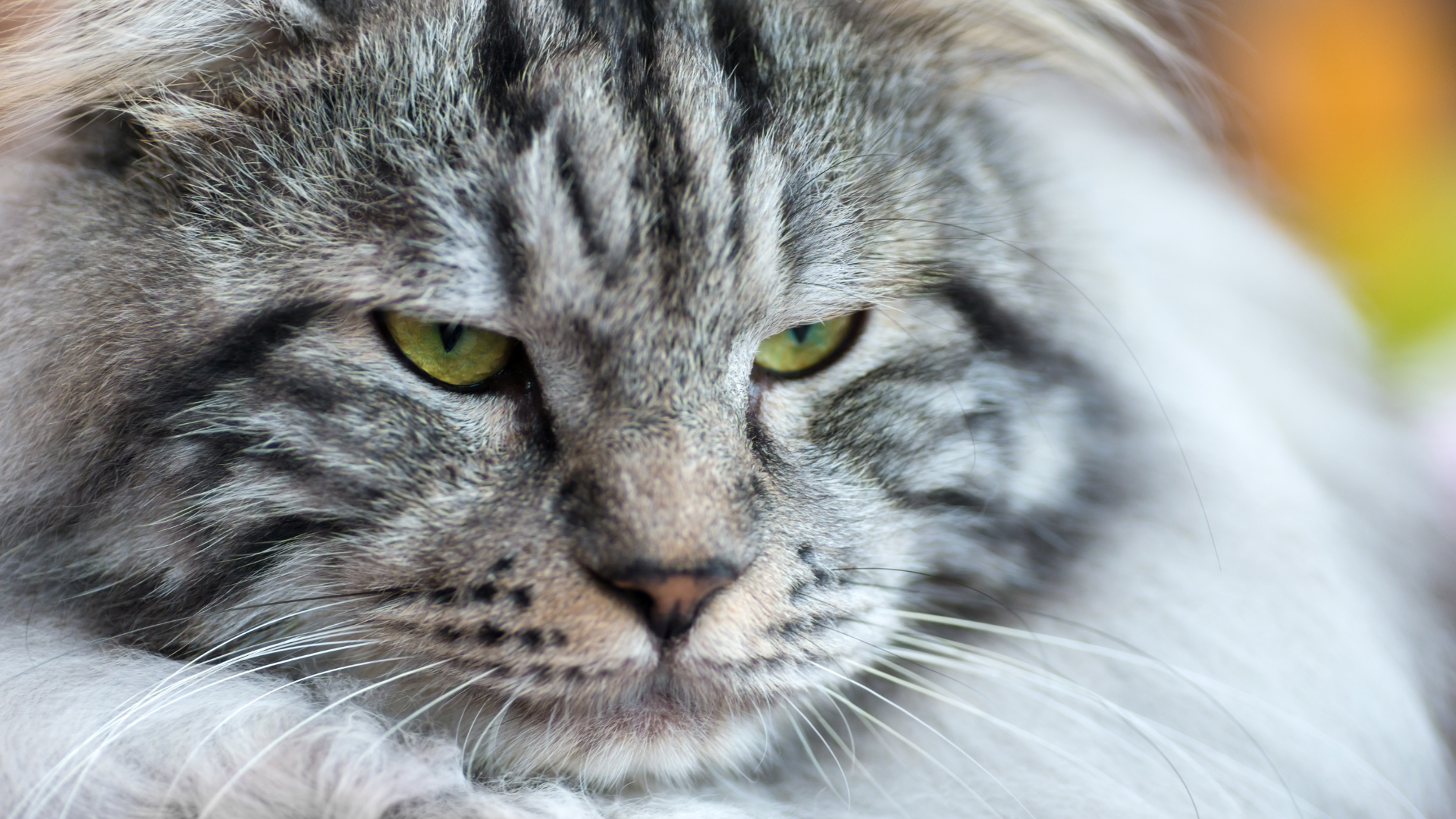 Cat Nails Role As 'Professional Fly Swatter' & It's Too Cute to Miss ...