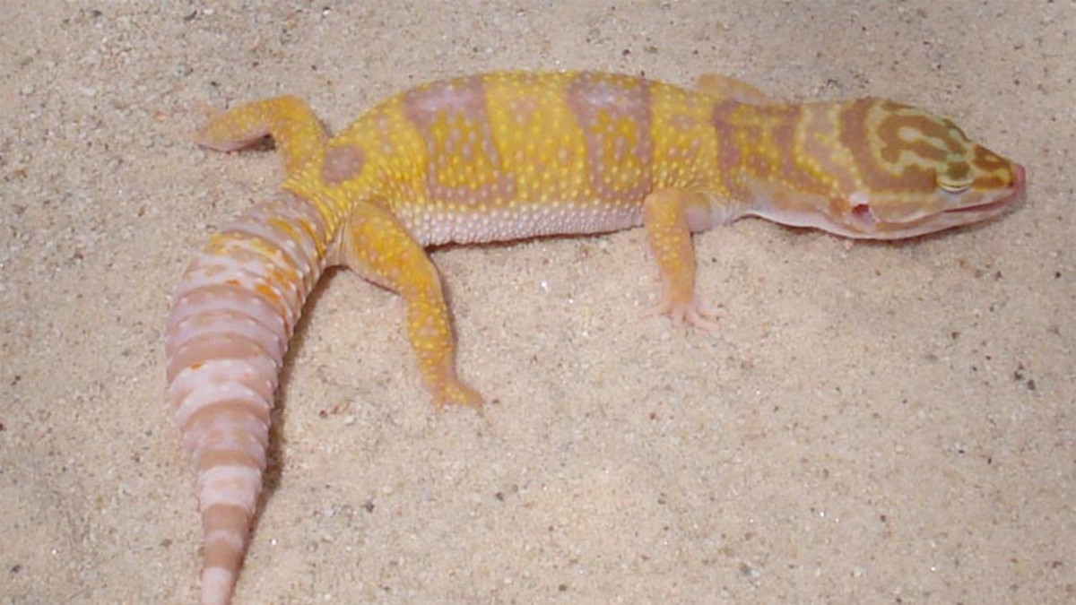 leopard gecko lost teeth