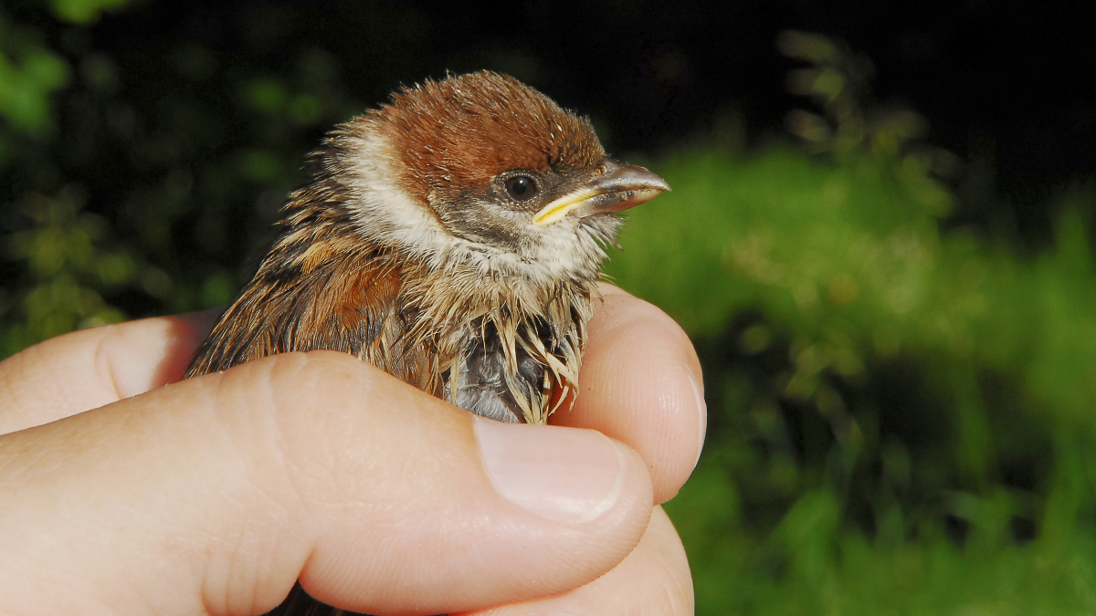 How to Nurse Baby Bird Back to Health: Essential Care Tips - Birds
