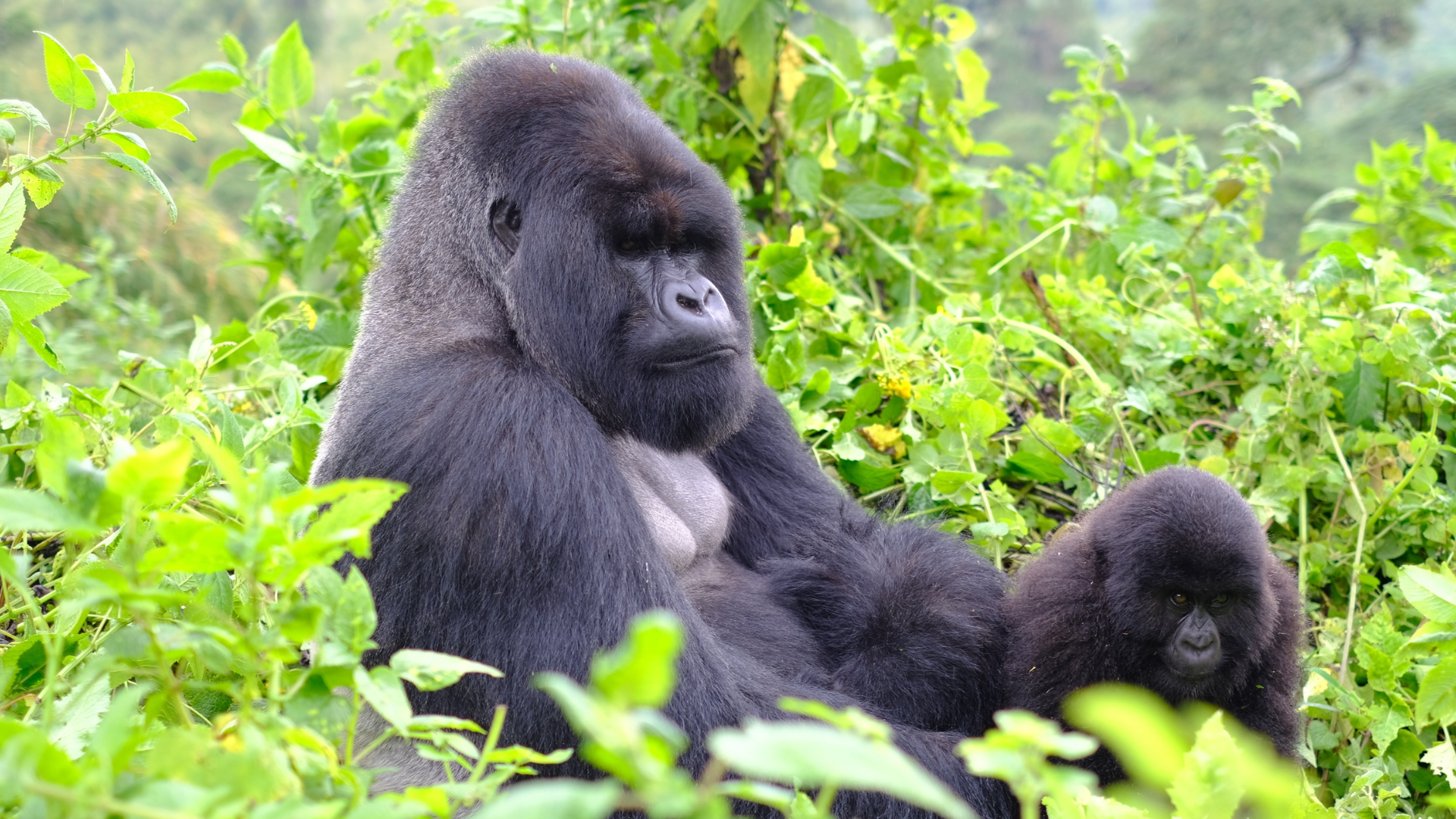 A Father’s Love: The Silverback Gorilla’s Relentless Search for His ...