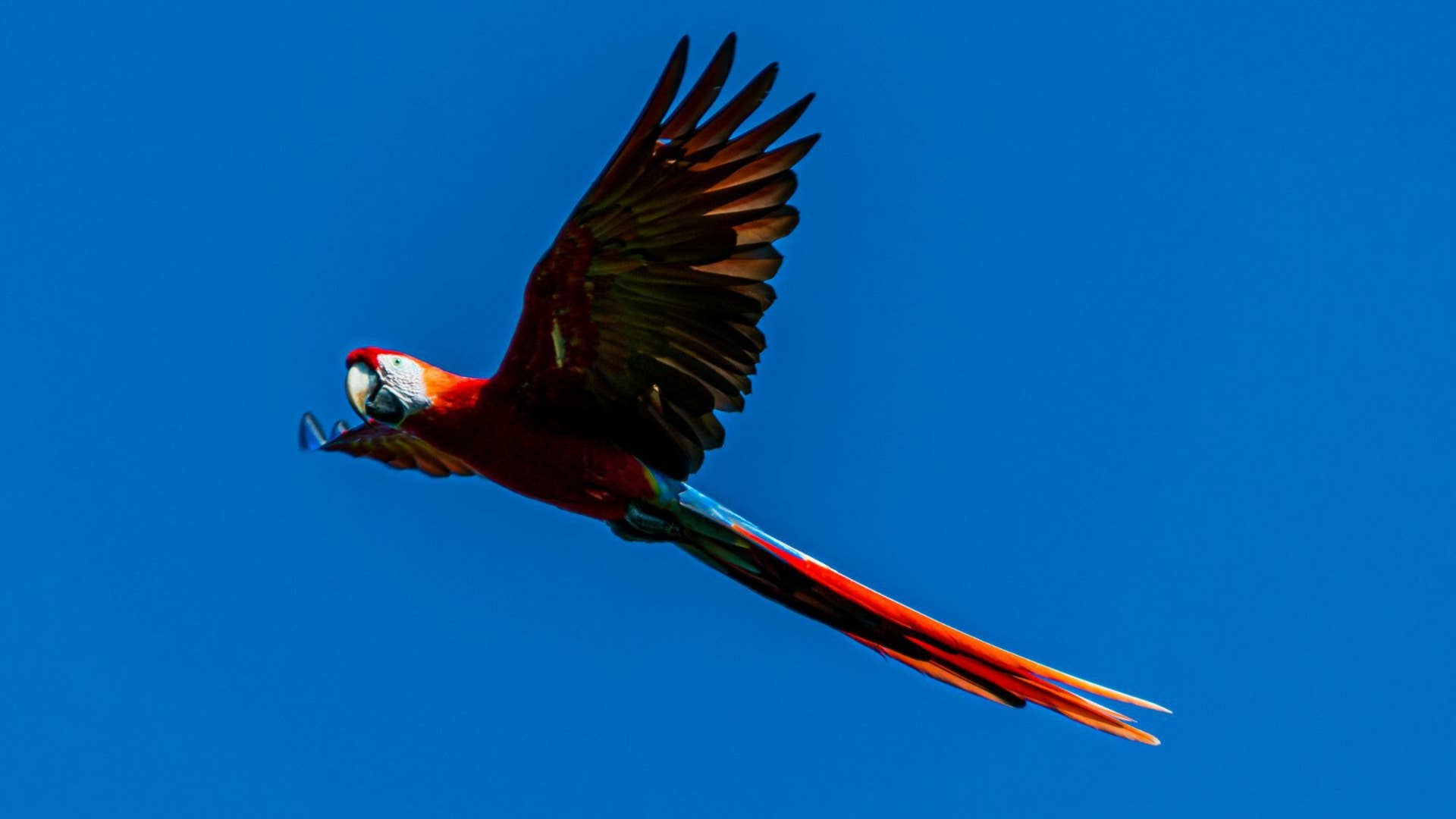 Calico Macaw Military Macaw | Creatures Of The World Wikia | Fandom