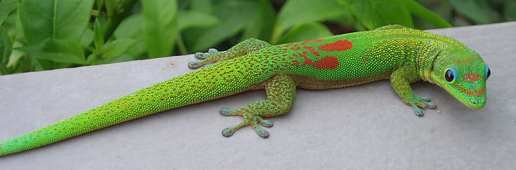 green gecko types