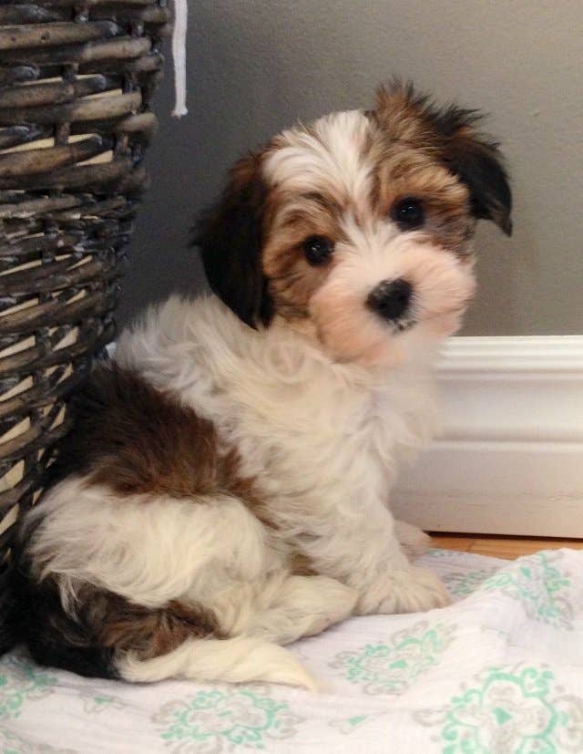 Famous Cross Breed Dogs