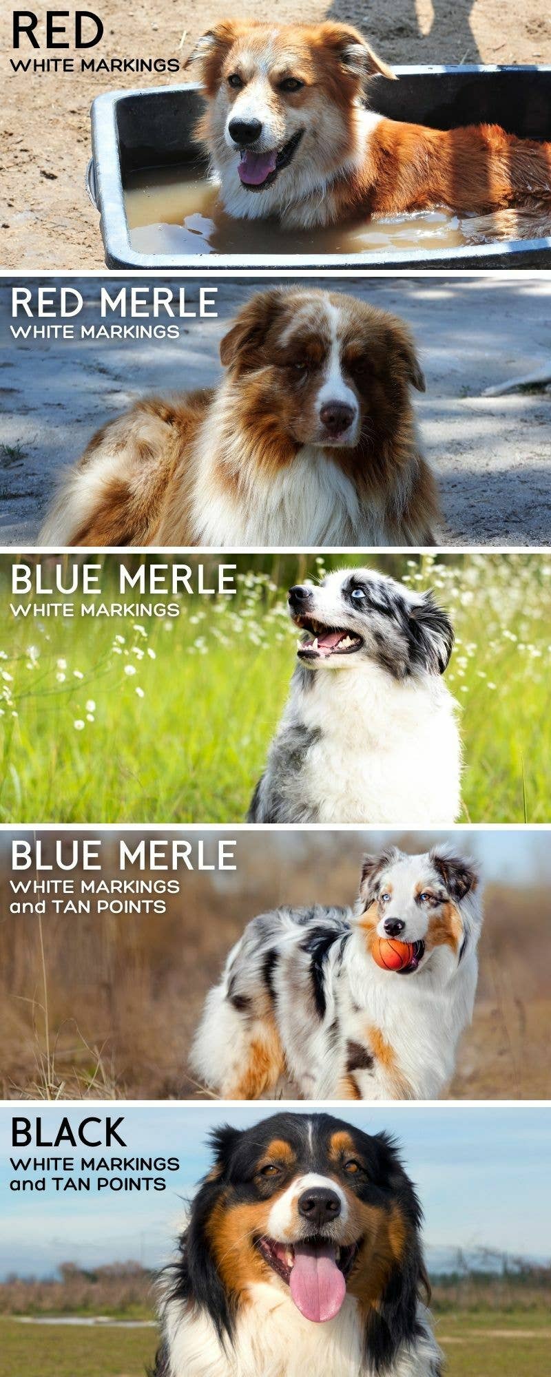 White Australian Shepherd Names