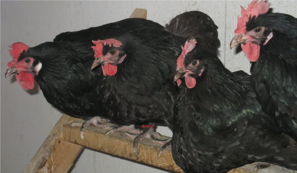 rare chickens