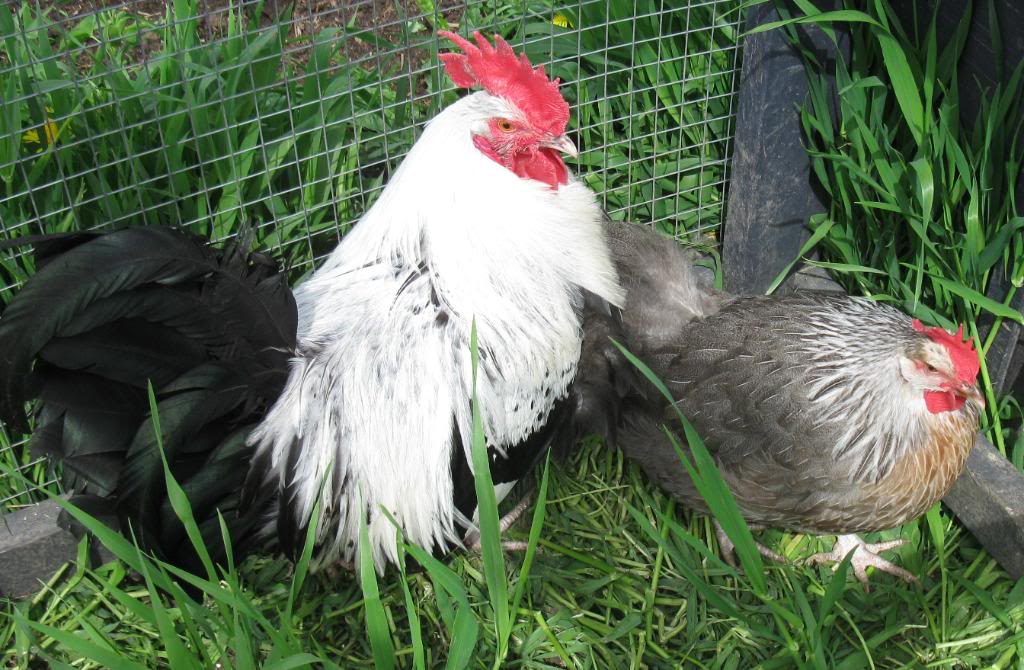 grey rooster