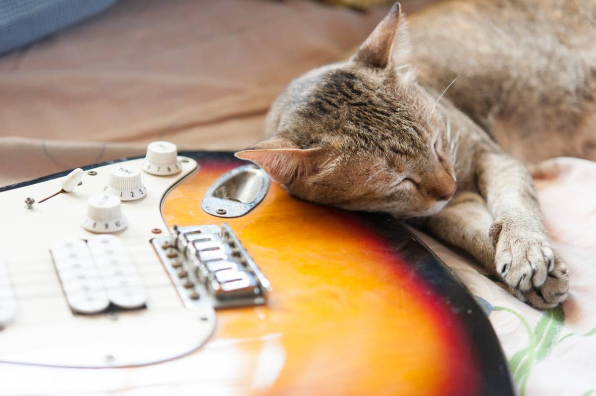 Fearless Kitten Naps in the Funniest Place and It’s Giving People ...