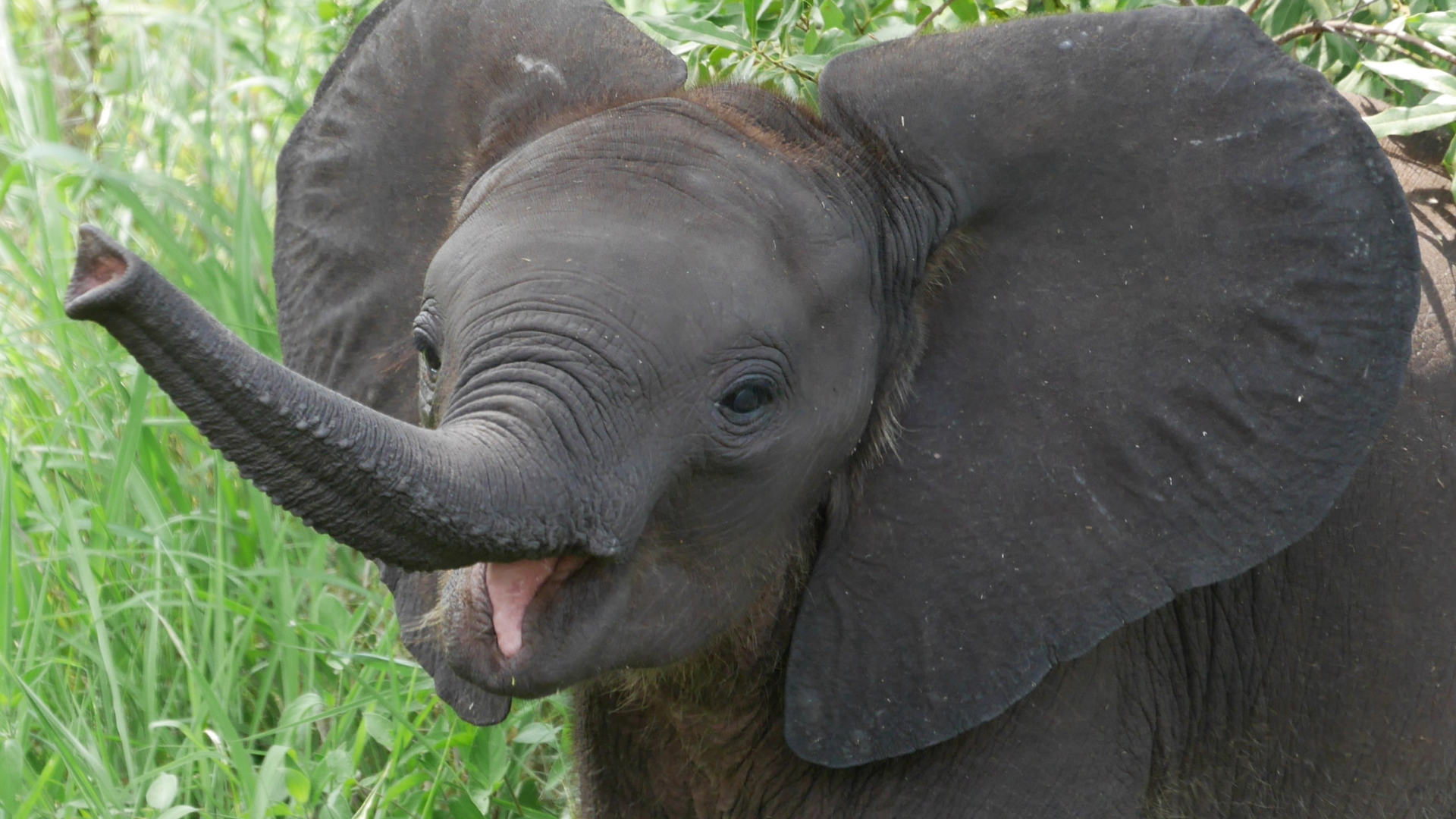 Baby Elephant Waiting for Someone to Pet Him Is So Cute, It’s Heavenly ...