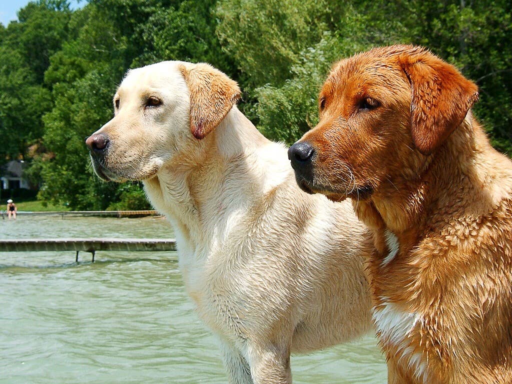 Obesity, Appetite, and a Gene Mutation in Labrador Retrievers - PetHelpful
