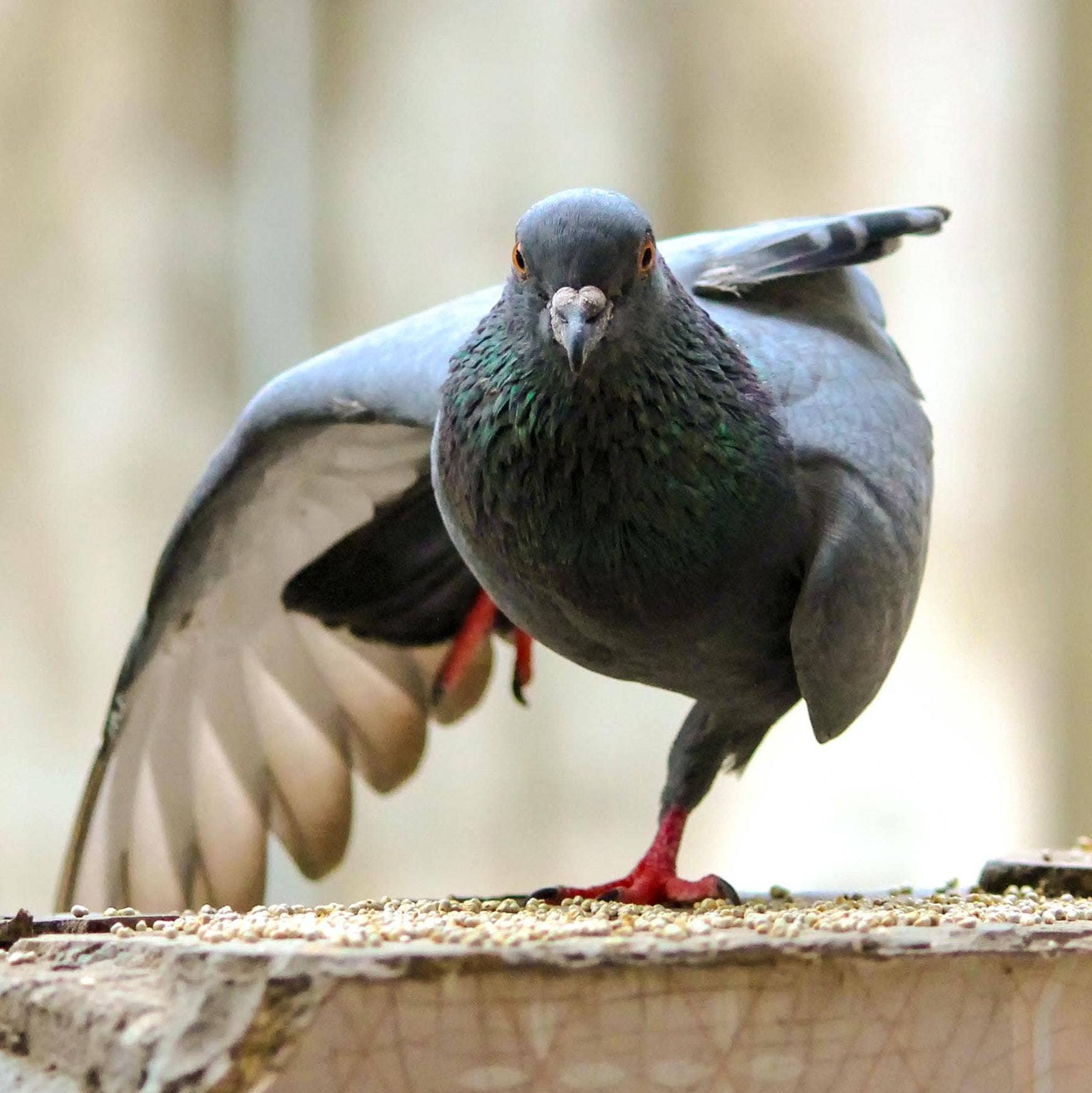 What Can You Do for a Wobbly Pigeon? - PetHelpful