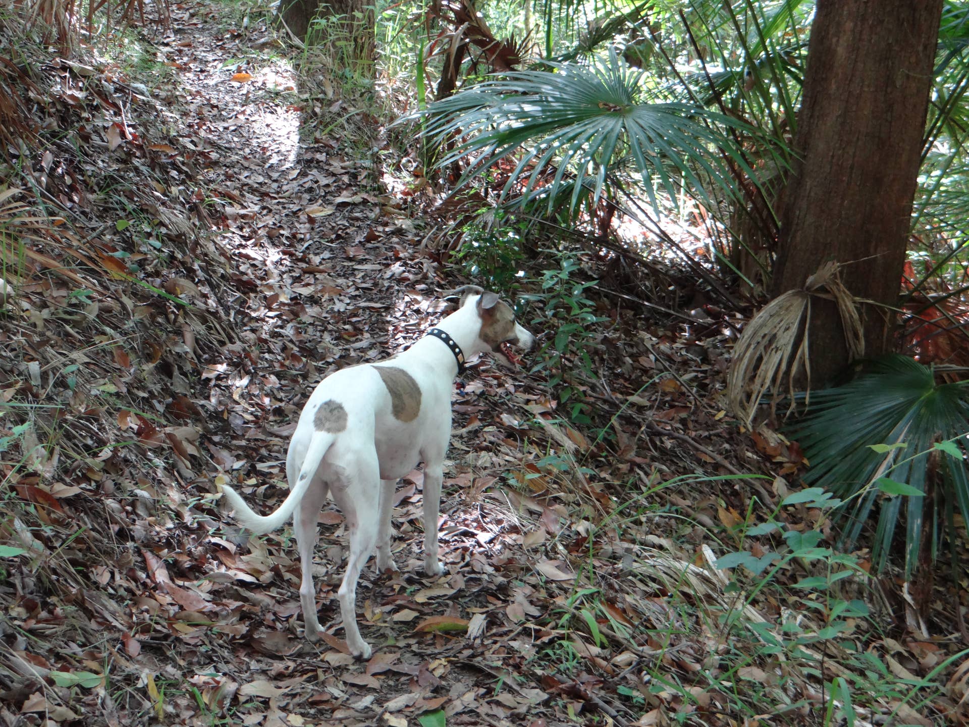 My Experience Owning Whippet Dogs - PetHelpful