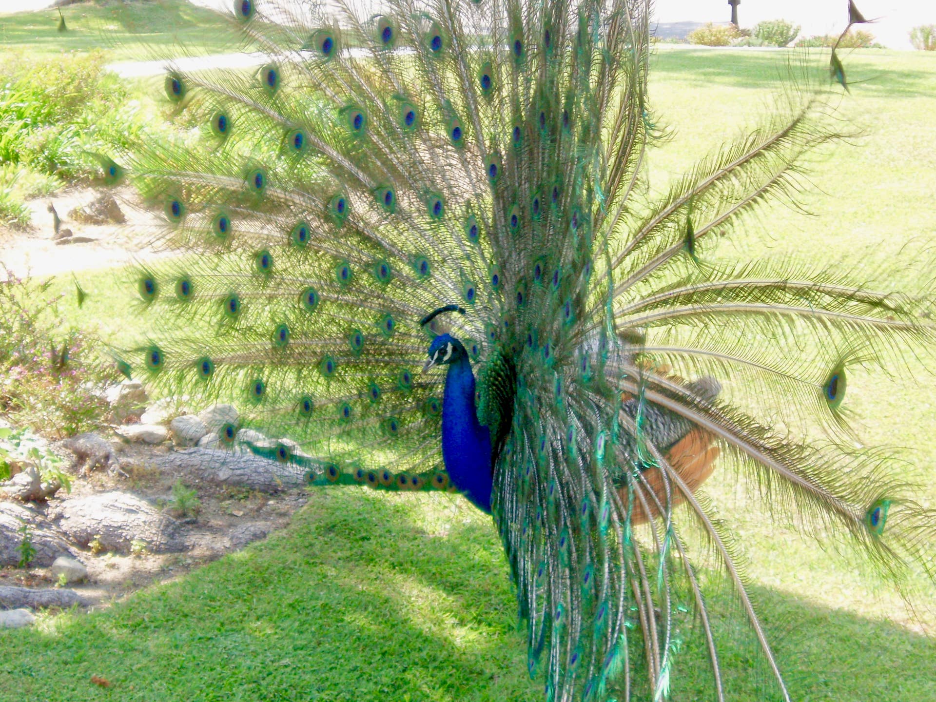 Florida Dog Gets Surrounded by Sneaky Peacocks While Napping - PetHelpful