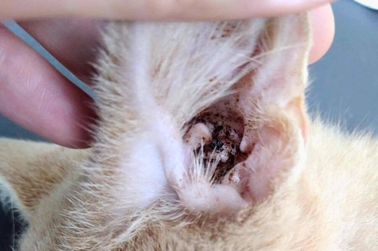 Ear Mites In Cats Causes