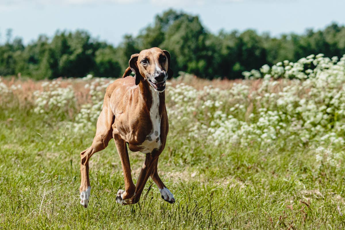 21 Sighthound Breeds: A Guide and List of Types with Images - PetHelpful
