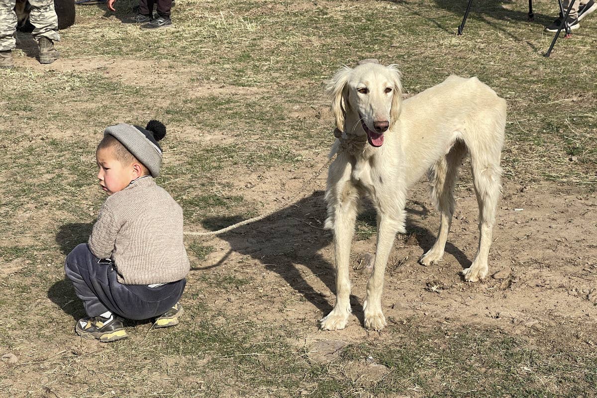 21 Sighthound Breeds: A Guide and List of Types with Images - PetHelpful