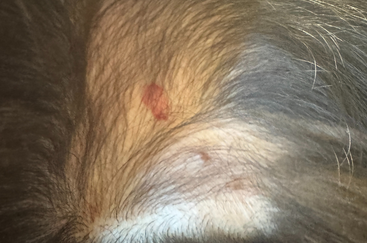 Pitbull Rash Treatment