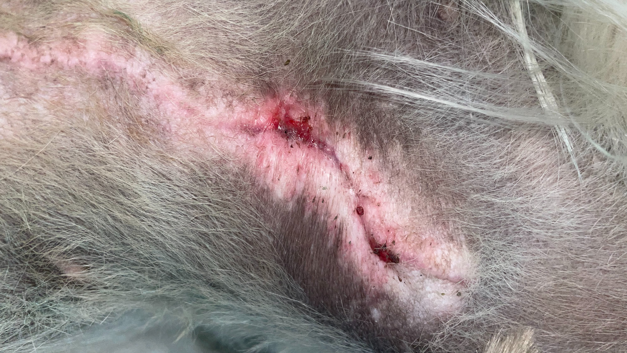 Dog Stitches Healing Stages Pictures - [Vet Explains Pets]