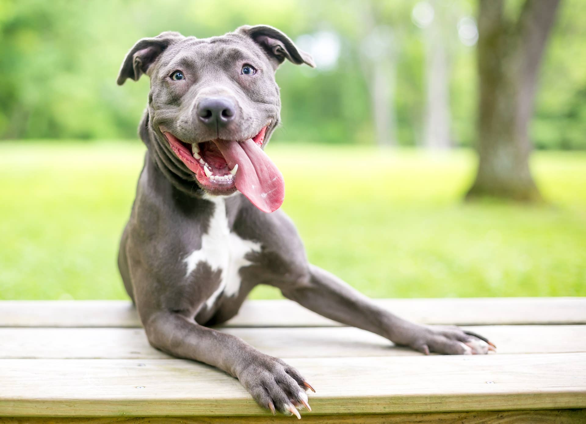 Unbothered Pit Bull Joining Mom Sunbathing Is a Whole Summer Mood