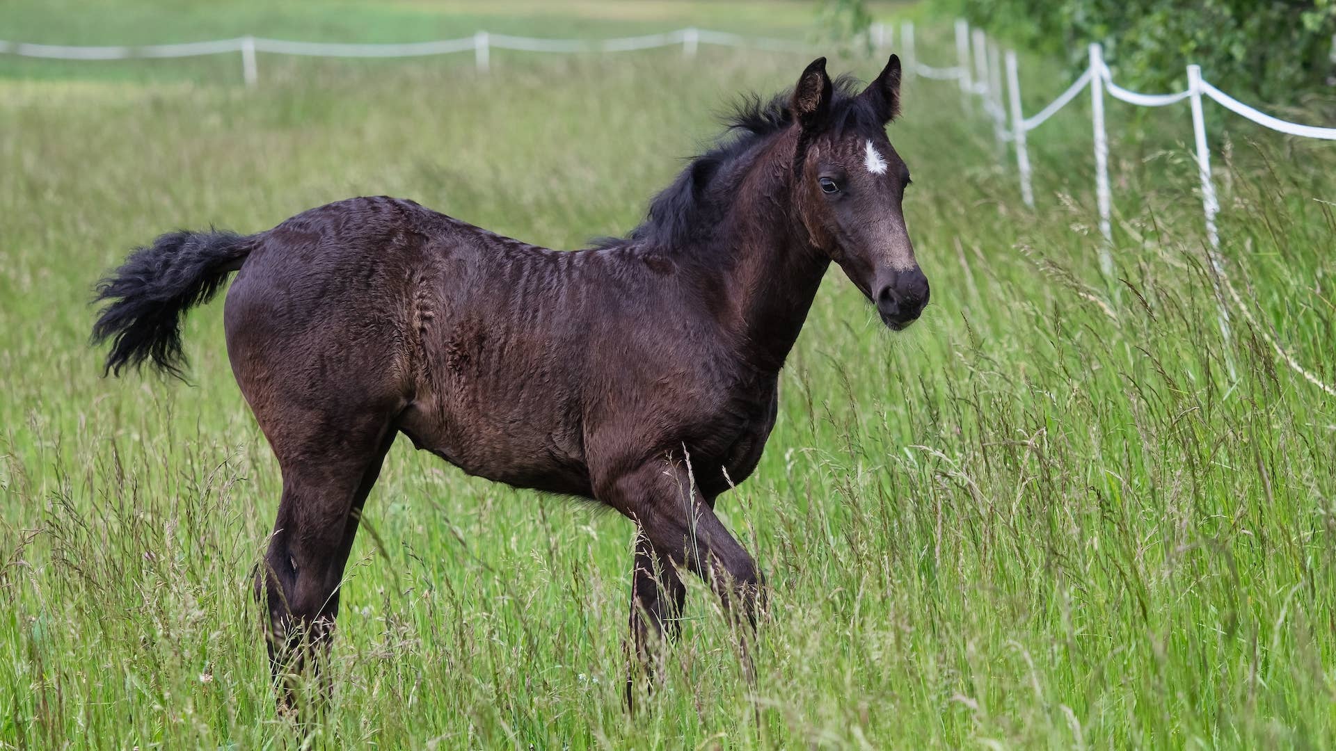 Rare and Controversial Set of Twin Foals Born at Churchill Downs Has ...