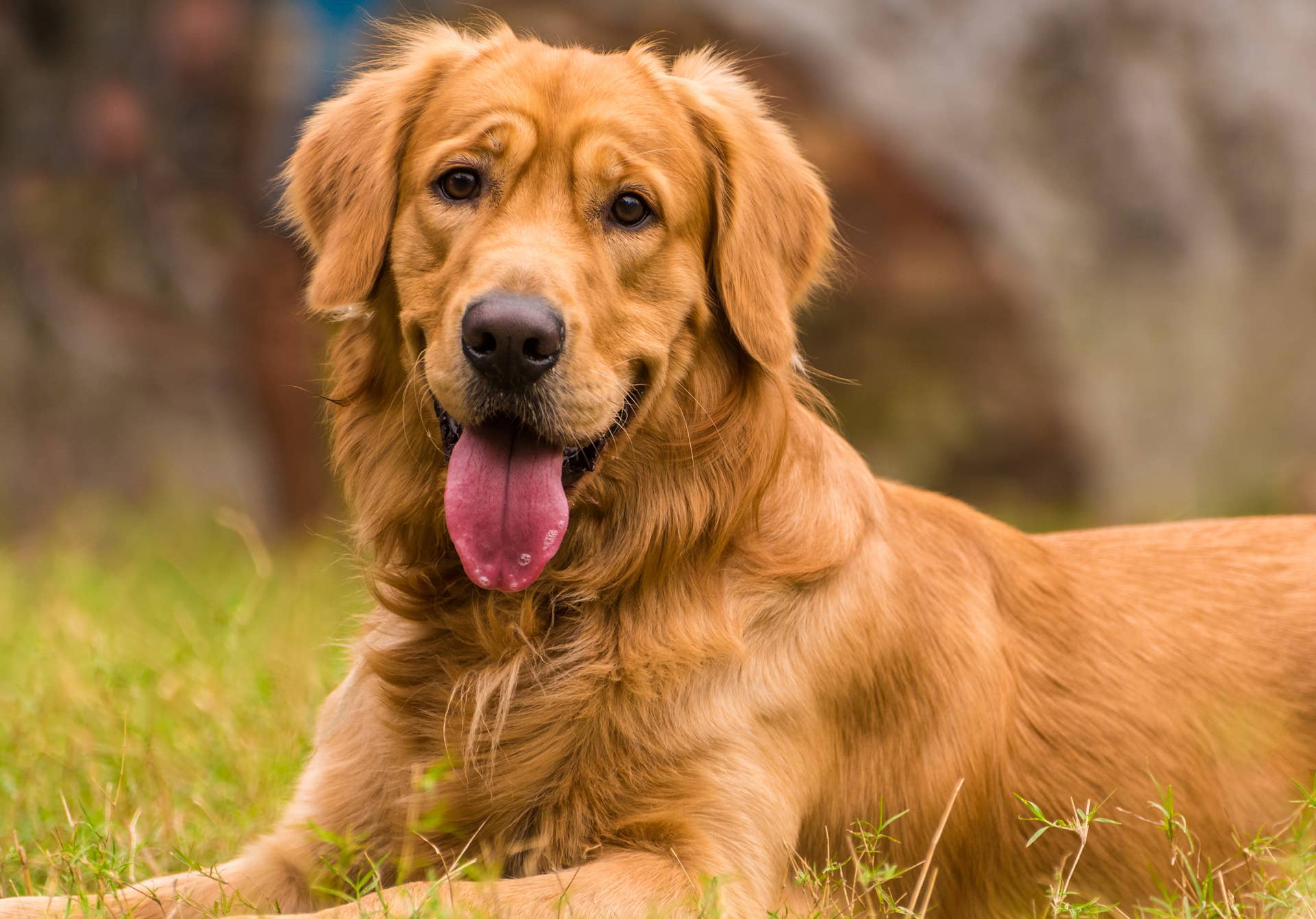 Funny Video of ‘High-Speed Dog Chase’ Is Impossible To Resist