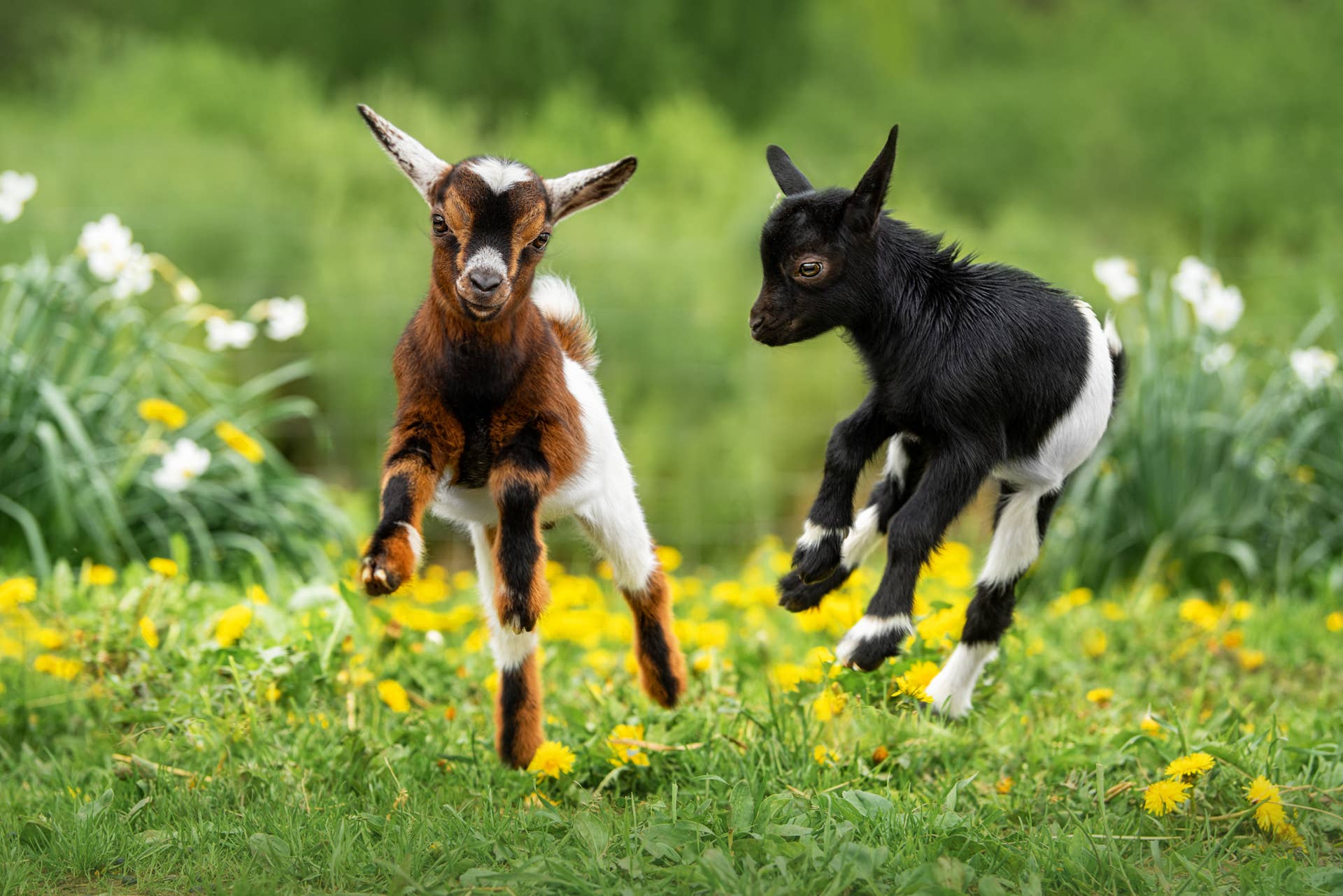 Baby Goats' Irresistible Case of the 'Zoomies' Set to Epic Music Mashup