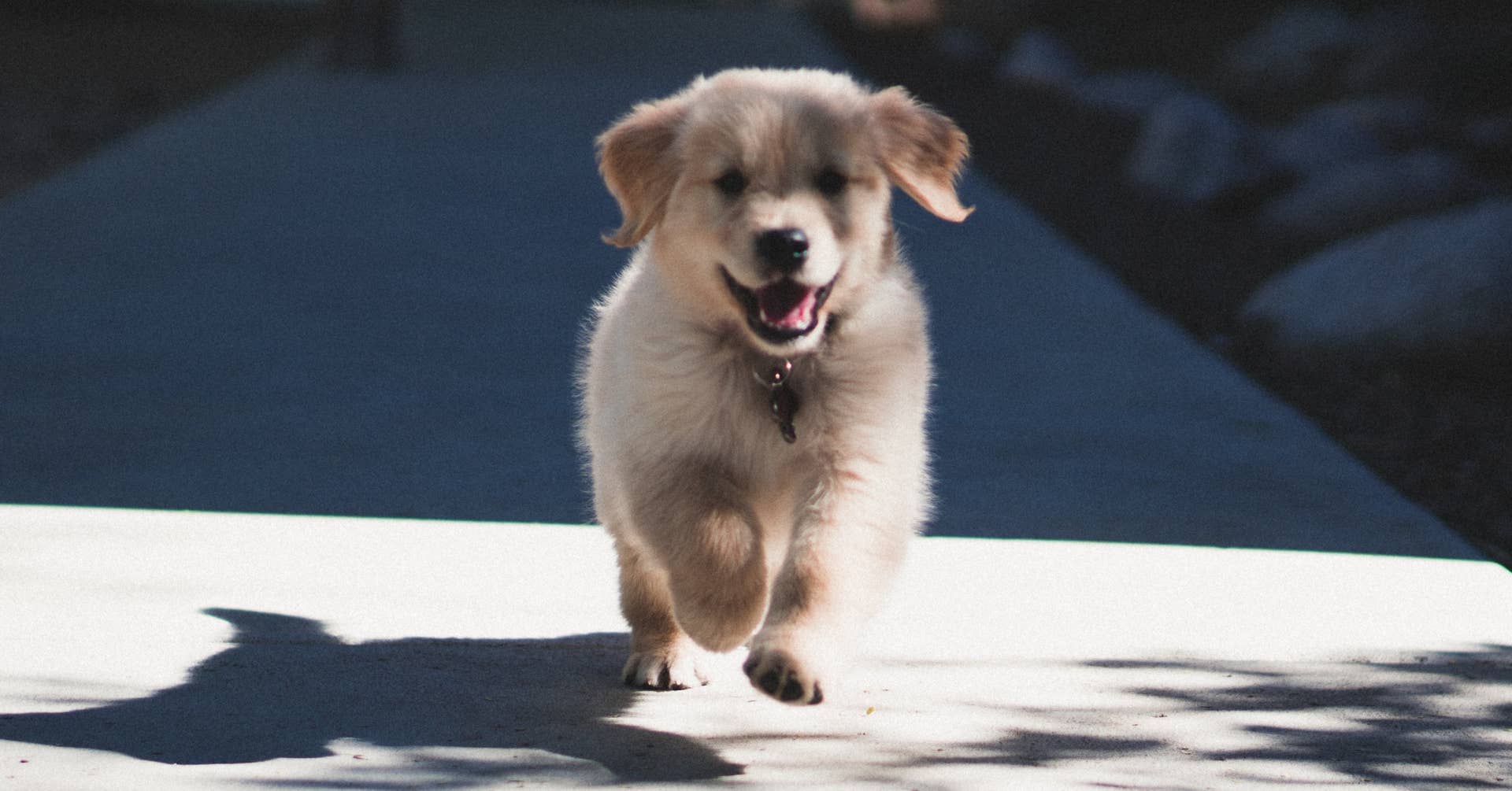 Golden Retriever Big Sister Shows Puppy the Ropes in New Home and ...