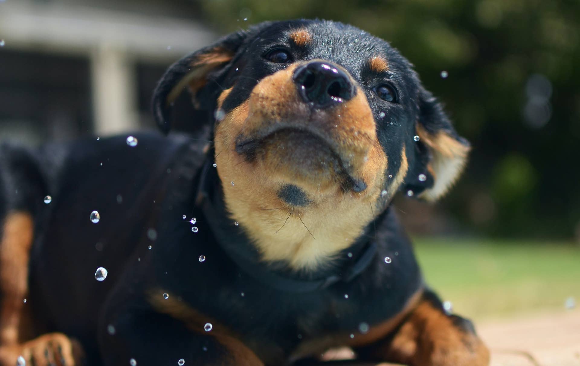 Rottweiler Puppy’s ‘Extremely Scary Bark’ Is Total Cuteness Overload