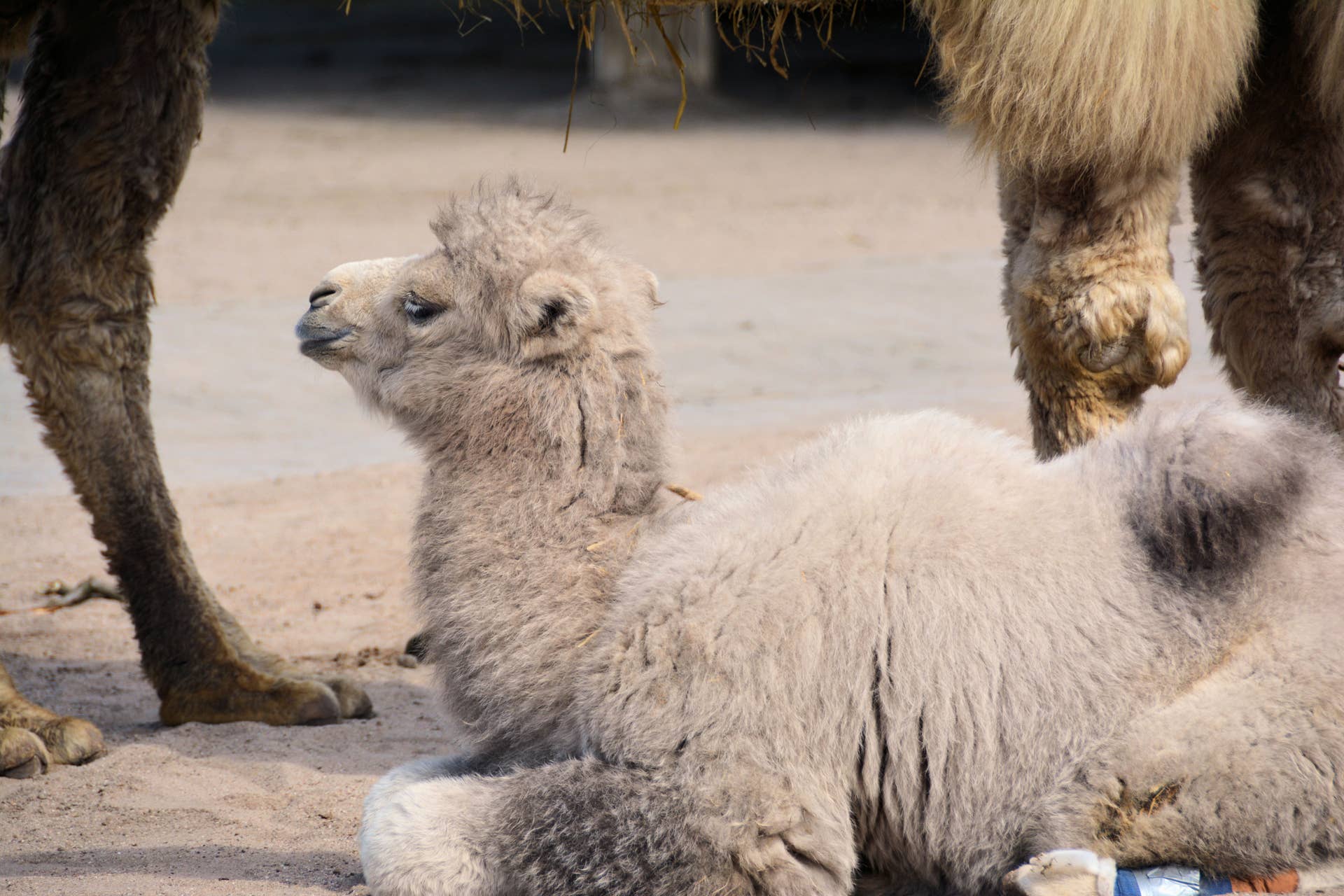 Rare Video of Camel Playing in Ocean Waves to Cool Off Is Awe-Inspiring