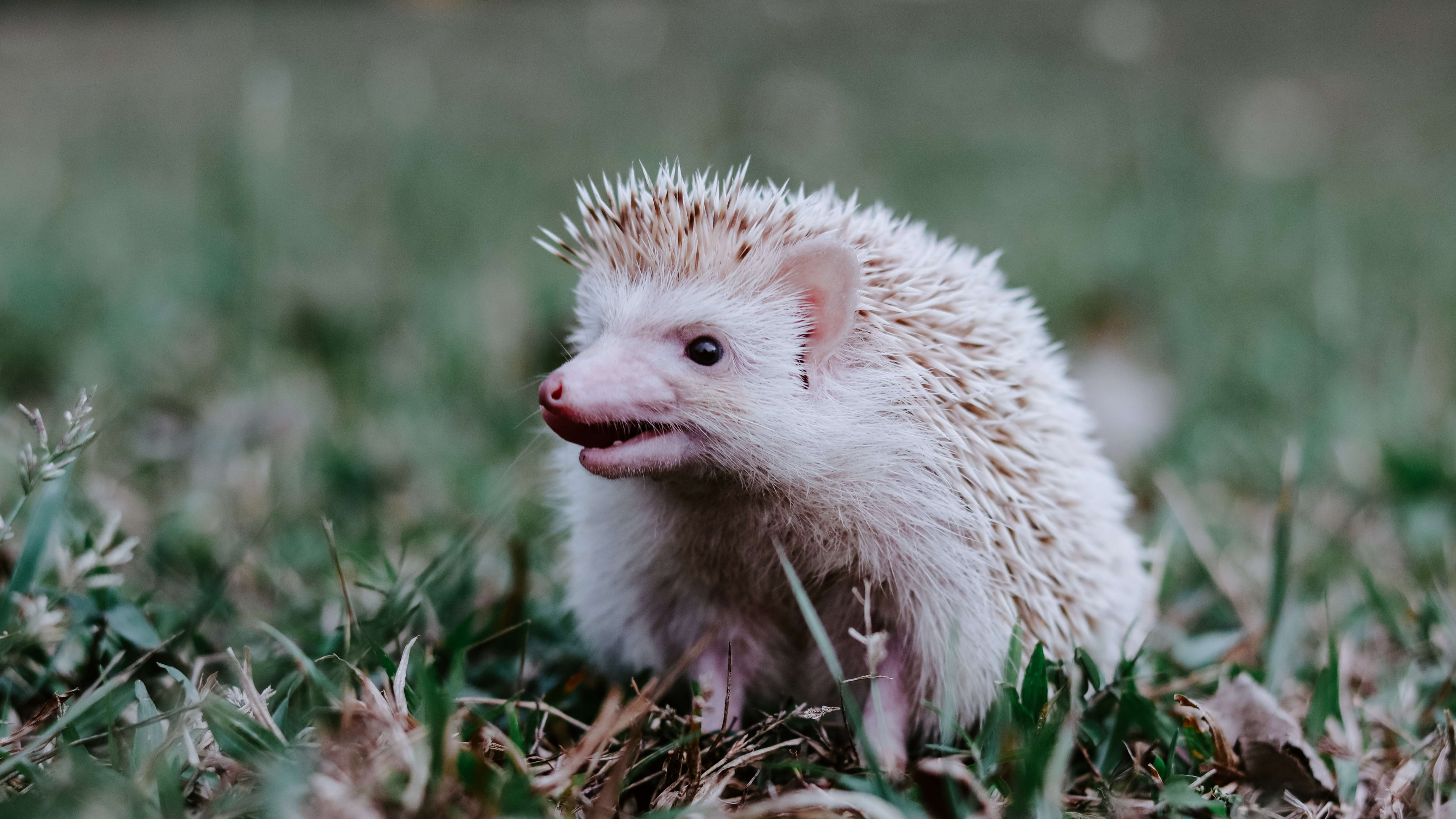 how to make a mean hedgehog nice