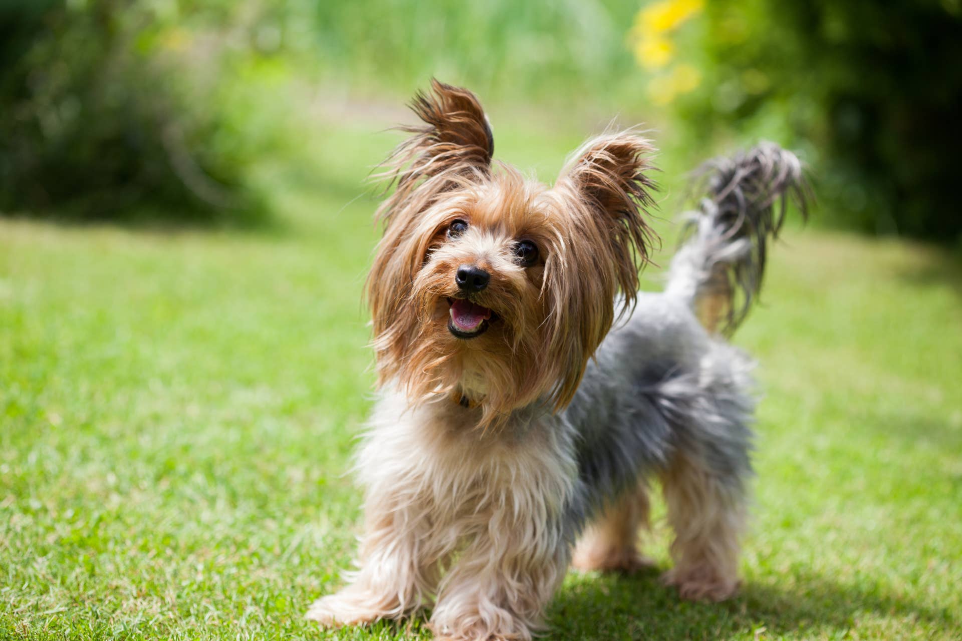 Tiny Yorkie Mix Surrendered Wearing Tutu Has So Much Hurt in Her Eyes ...