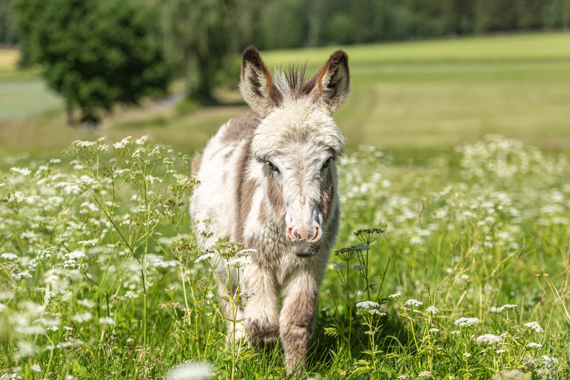 Miniature Donkey Named 'Wolfie' Is So Small He's Almost the Tiniest in ...