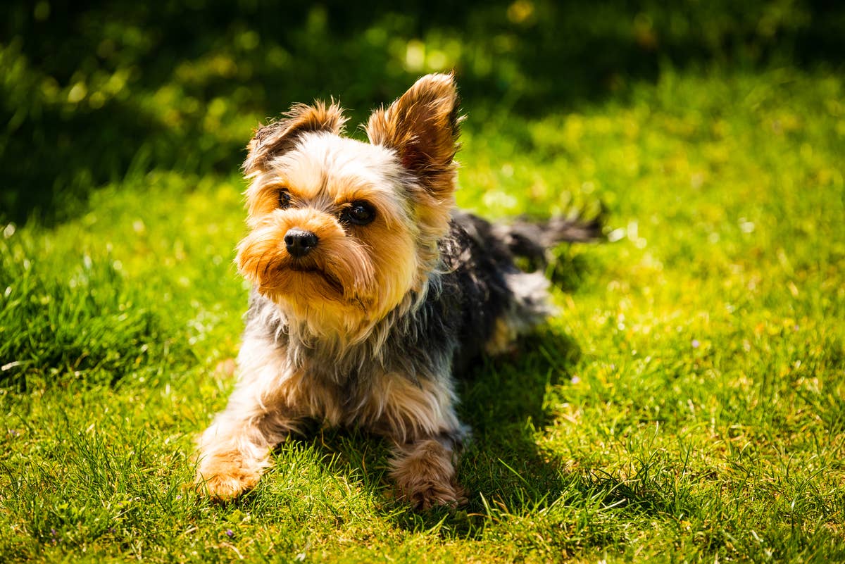 NYC Foster Yorkie's Attempt to Conquer 'Coziest' Spot in the House Is ...