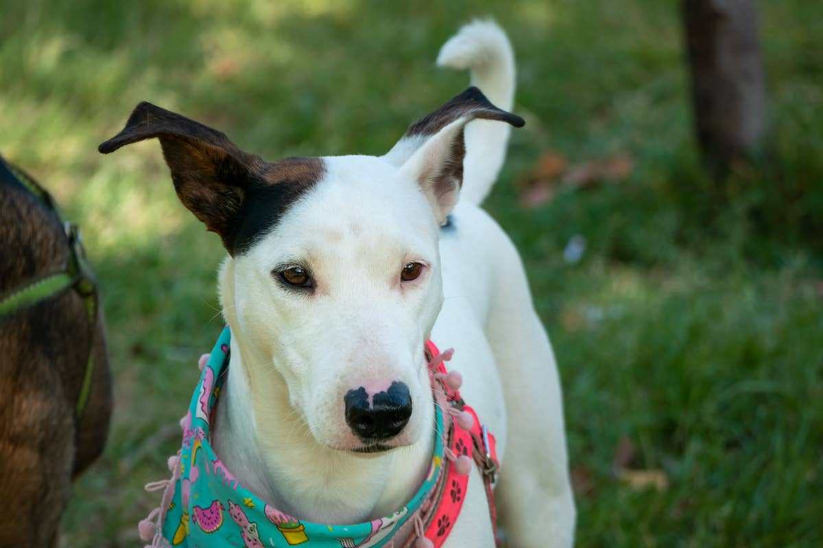 Confused Great Pyrenees Mix Surrendered for 'Chewing Up Something' Is ...